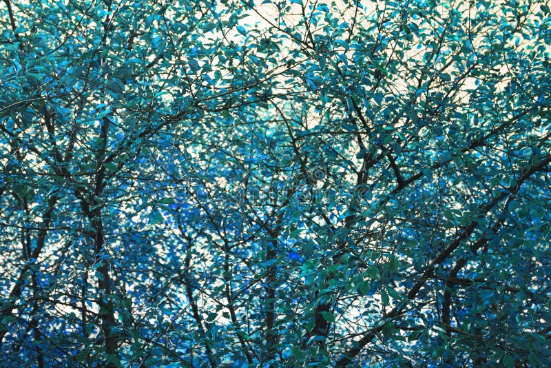 Blue leaf trees background stock photo. Image of bright - 328193704