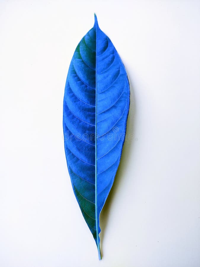 Blue leaf white background stock photo. Image of green - 256329666