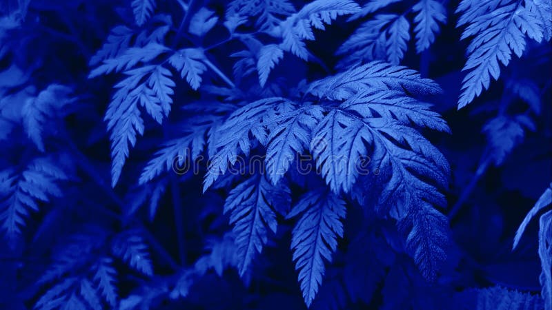Blue leaves backdrop. stock photo. Image of blue, surreal - 213444362