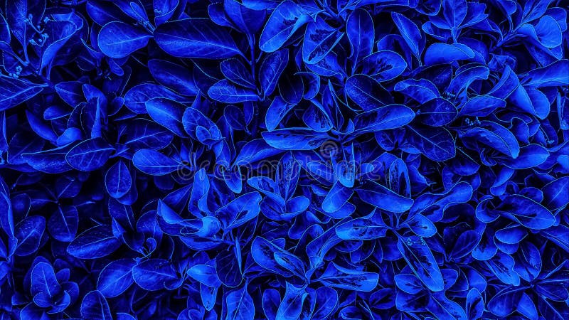 Blue leaves background stock image. Image of background - 173961211