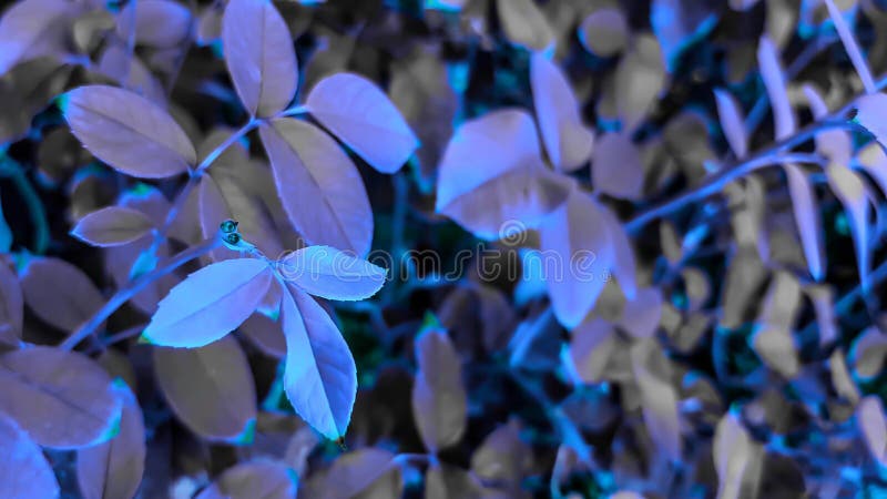 Blue leaves background. stock photo. Image of nature - 198312078
