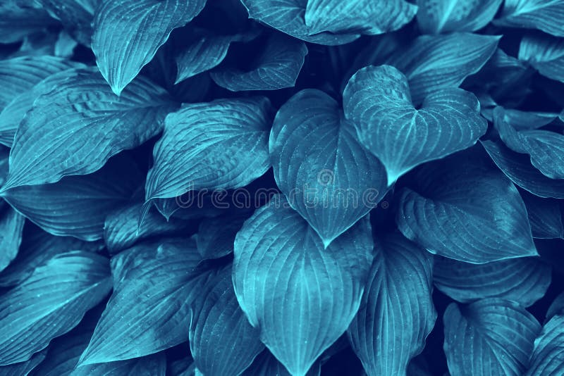Blue Leaves Background. Toned Botanical Texture for Backdrops of Grass ...