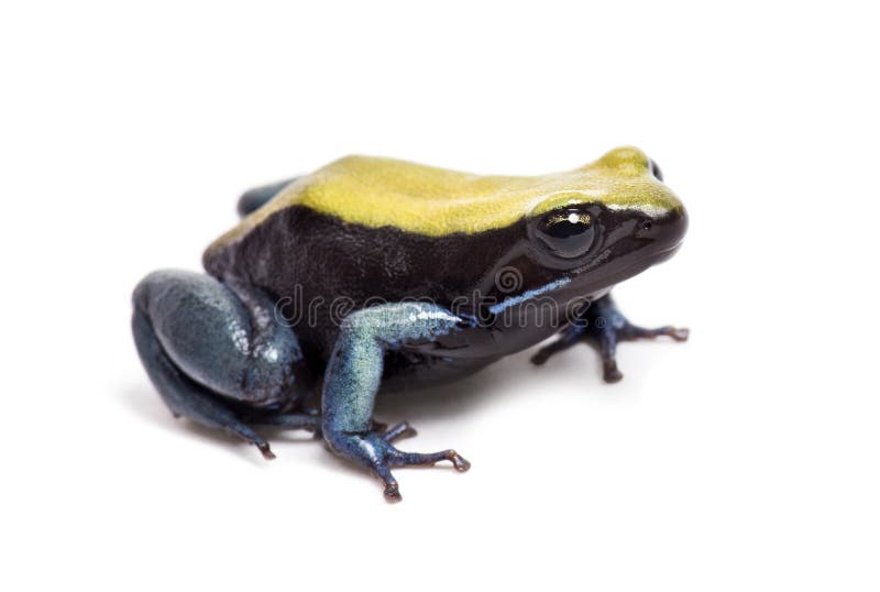 Blue Legged Lizard on Ganges Stock Image - Image of nature, arms: 70696819