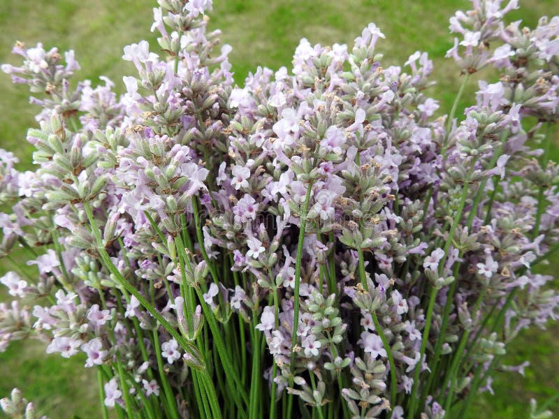 Levander stock image. Image of colourful, flower, plants - 53315631