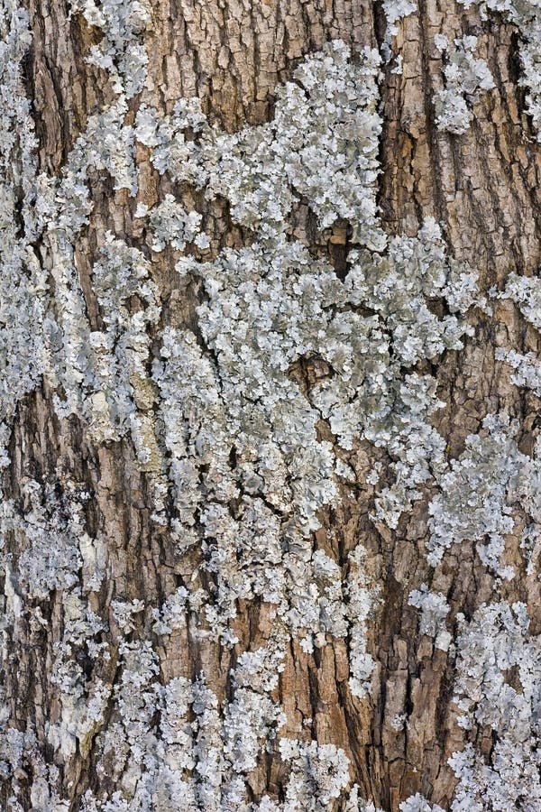Blue lichen grow on oak stock photo. Image of texture - 30550374