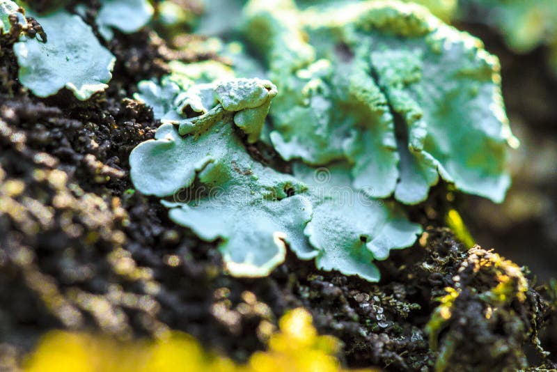 Lichen stock photo. Image of environment, forest, fungus - 131002236
