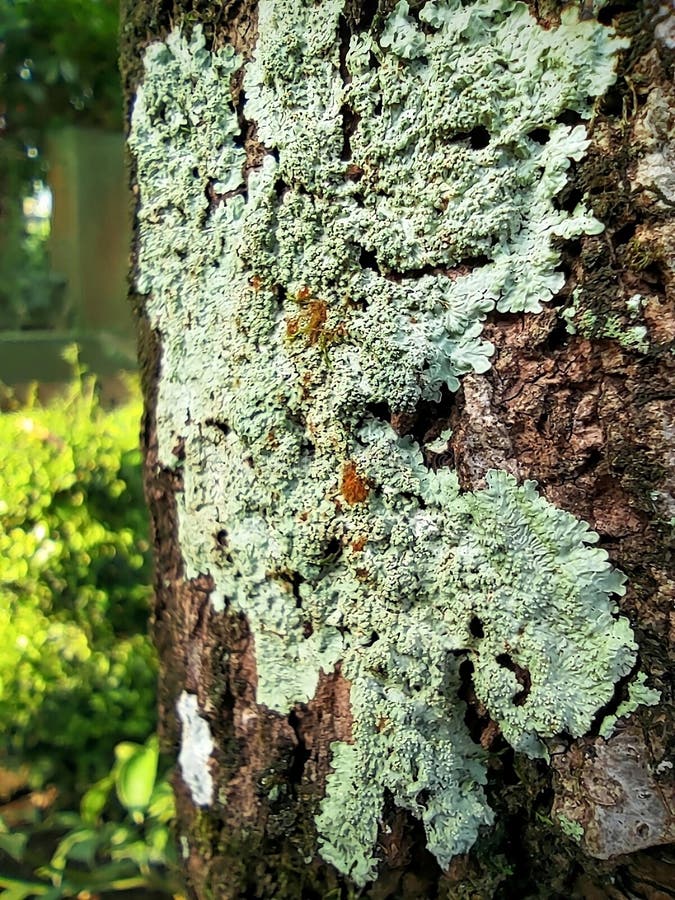 Blue Lichens on Tree Bark stock photo. Image of green - 316393798 Blue Lichens on Tree Bark stock photo. Image of green - 316393798