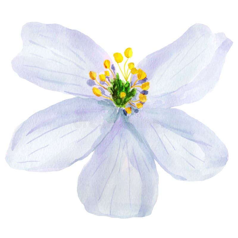 Blue Light Flower with Pollen Watercolor Isolated Element. Stock ...