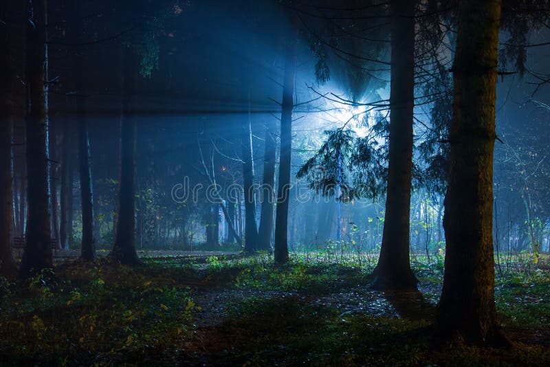 Blue Light from Lantern in Night Forest Park Stock Image - Image of ...