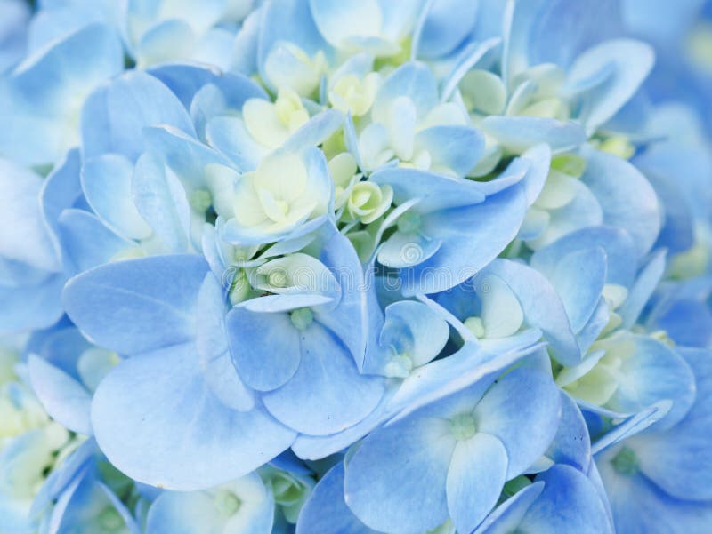 Blue Lilac Blooming in the Garden Stock Image - Image of bloomming ...