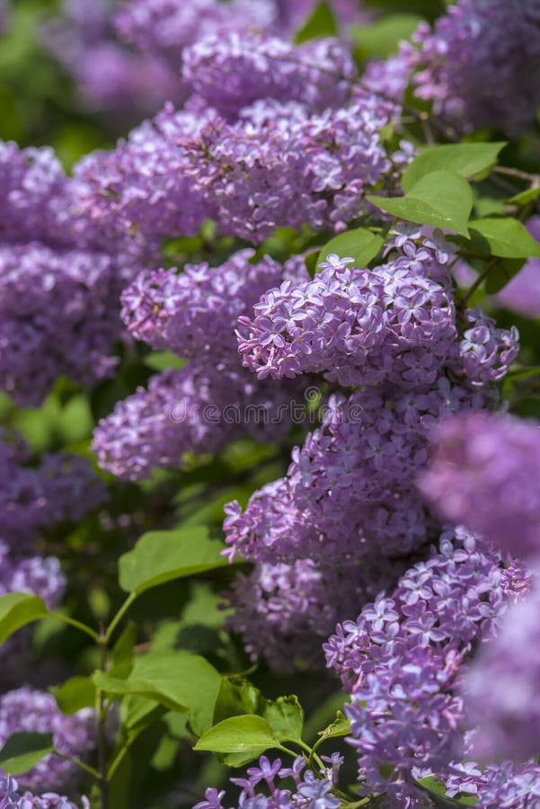 Lilac on a bush in spring stock image. Image of botany - 157094453