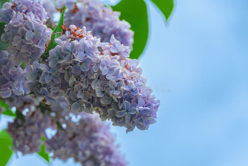 Blue Lilac Flowers on a Bush Branch Stock Photo - Image of freshness ...
