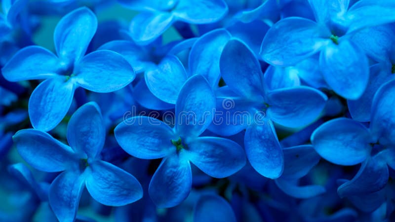 Blue Lilac Flowers Macro Photo Stock Image - Image of lilac, blooming ...