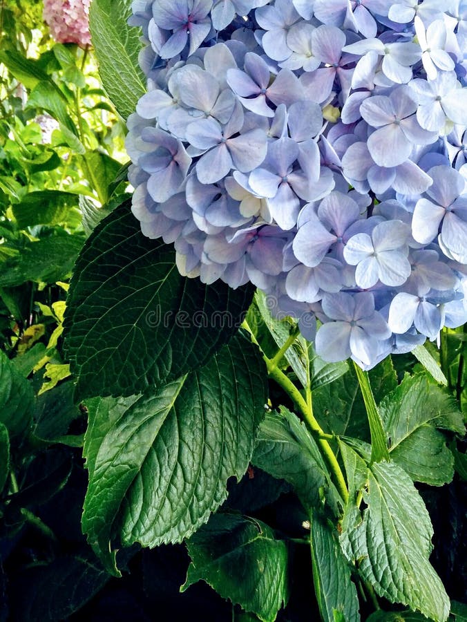 Blue- Lilac Hydrangea Flower in Full Bloom Stock Photo - Image of ...