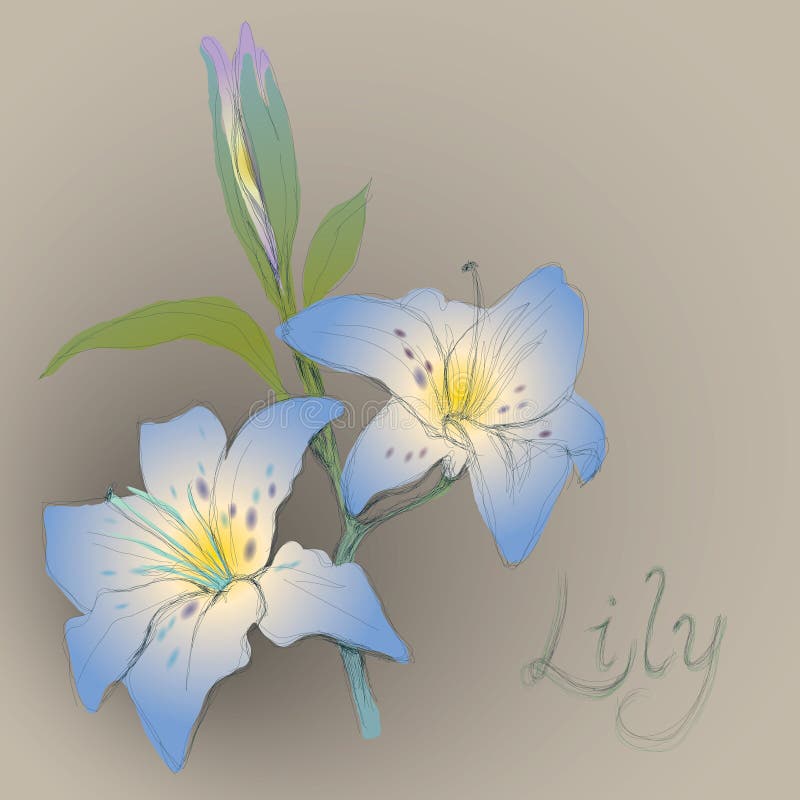 Blue Lily stock vector. Illustration of garden, flower - 25062119