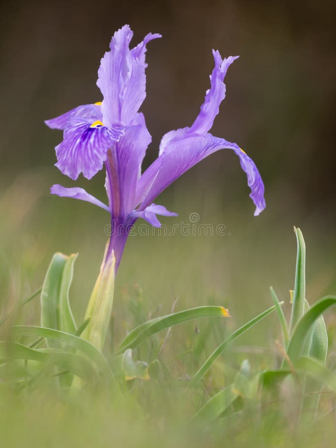 Xiphioides Stock Photos - Free & Royalty-Free Stock Photos from Dreamstime