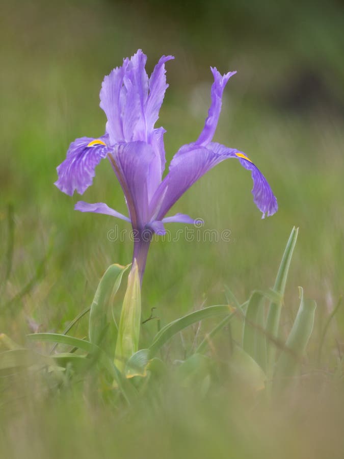 Blue lily, Iris xiphioides stock photo. Image of xiphioides - 178018756