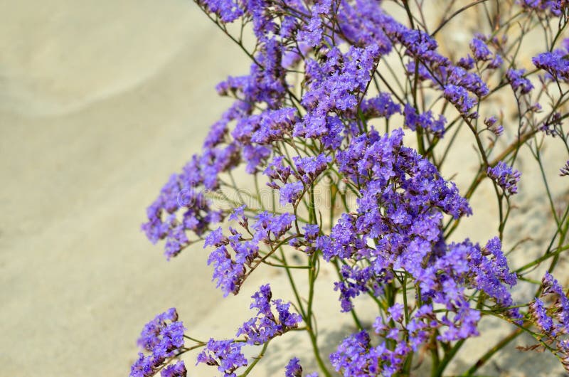 Blue Limonium Flowers Grow on the Sea Beach Stock Photo - Image of ...