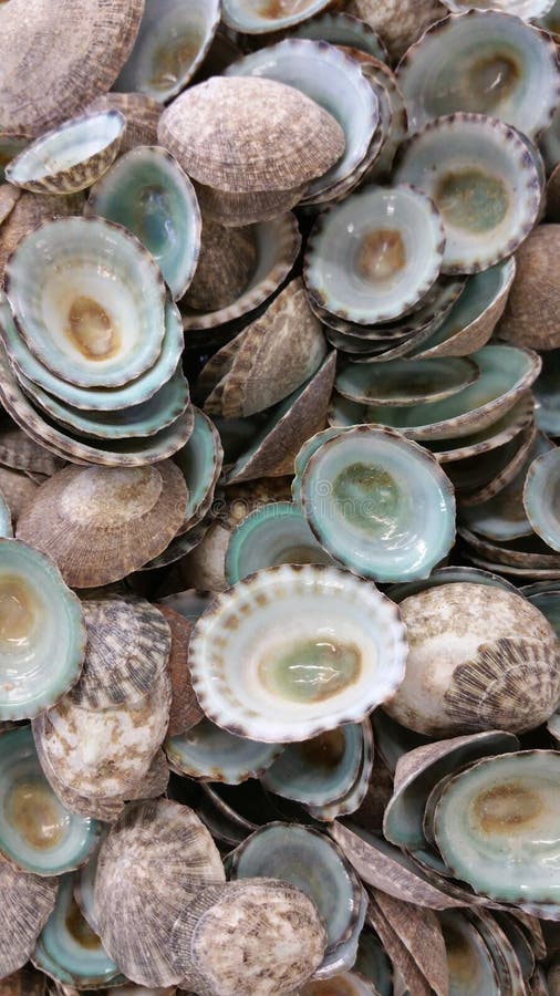 Blue Limpets stock photo. Image of background, brown - 55305686