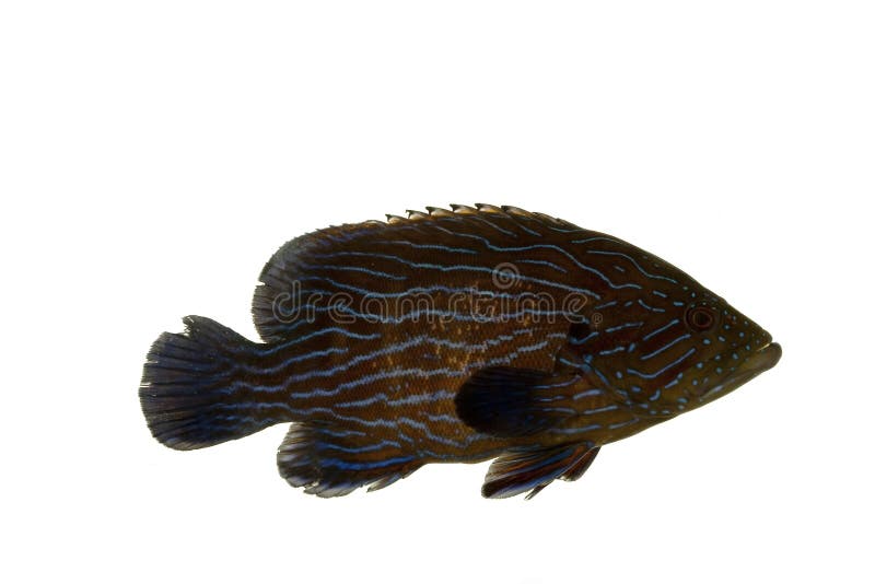 Cephalopholis Formosa Stock Photos - Free & Royalty-Free Stock Photos ...