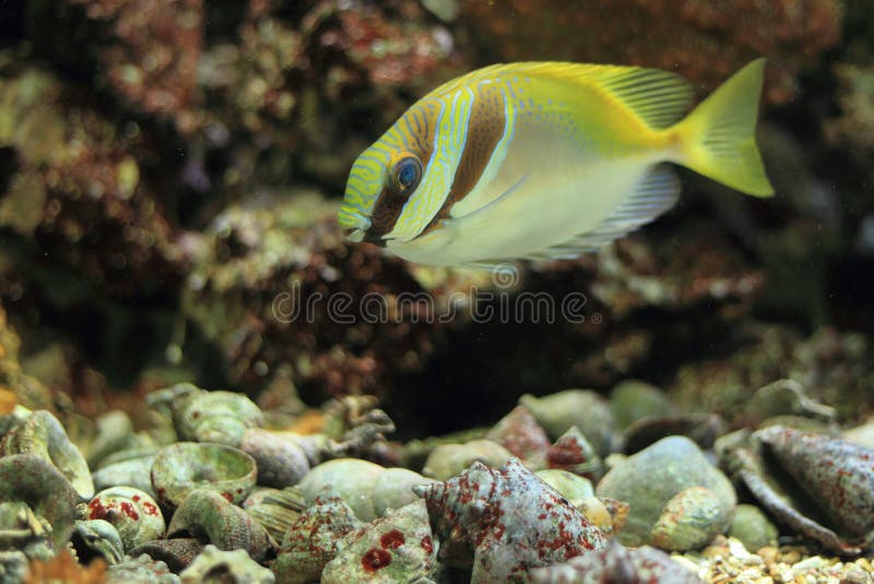 Blue Lined Chiton (Tonicella Undocaerulea) Stock Image - Image of ...