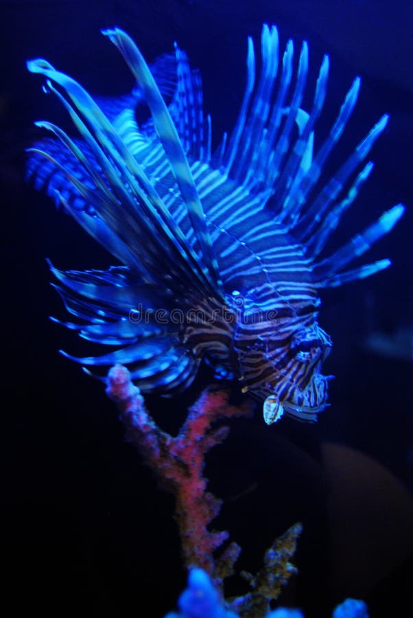 Blue Lion Fish stock image. Image of mermaid, blue, glowing - 196734625