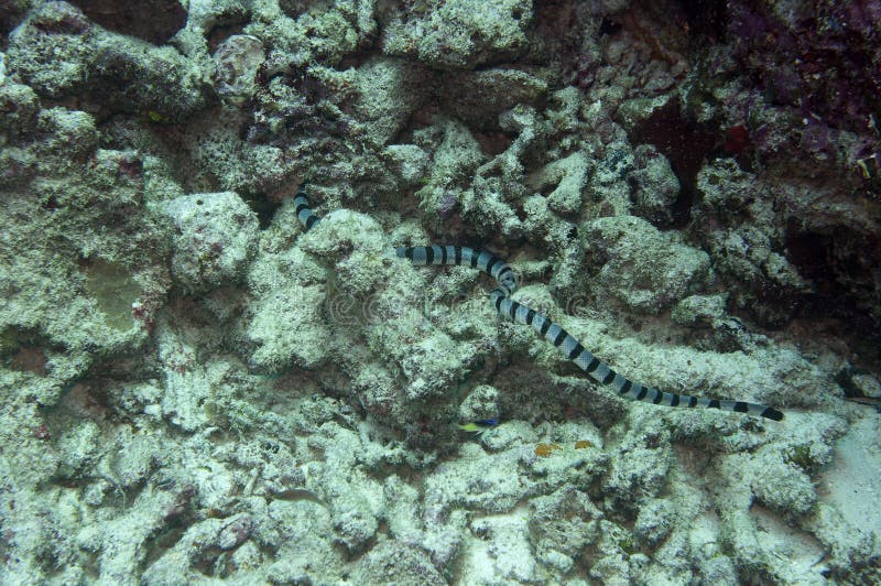 Blue-lipped Sea Krait (Laticauda Laticaudata) Stock Image - Image of ...
