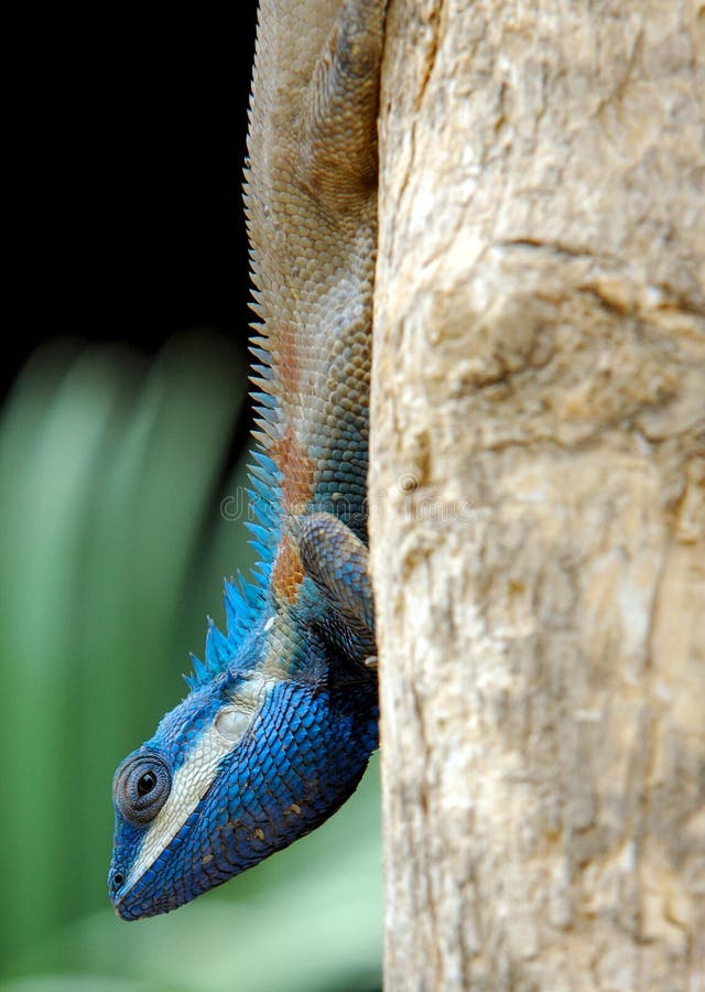 Lizard Picture. Image: 223798
