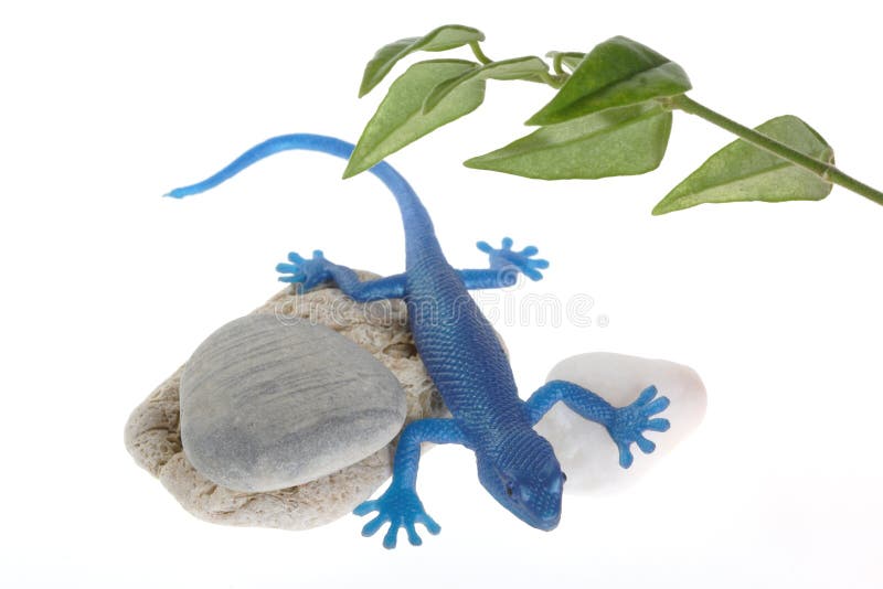 Blue Lizard stock photo. Image of nature, small, reptile - 2504876