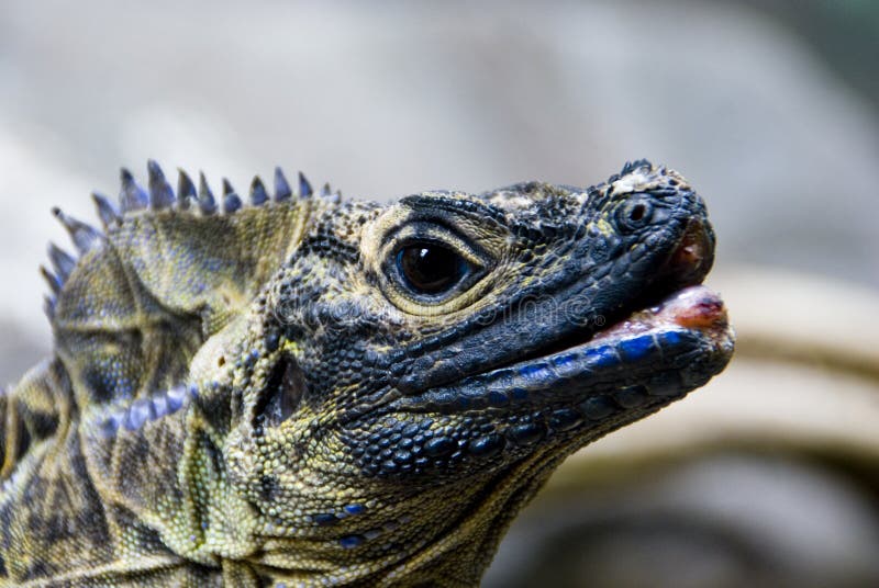Blue Tongue Lizard With Mouth Open Stock Photo - Image of tongue ...