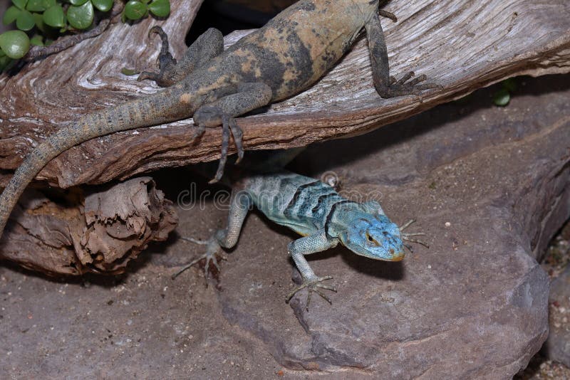 A Blue Lizard Coming Out from Under a Rock. Stock Image - Image of head ...