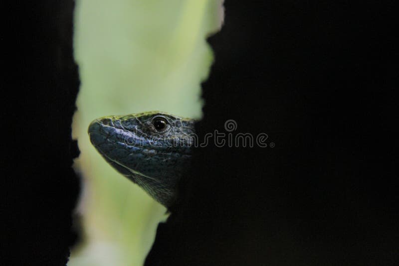 Blue Lizard Hiding among the Trees Stock Photo - Image of animal ...