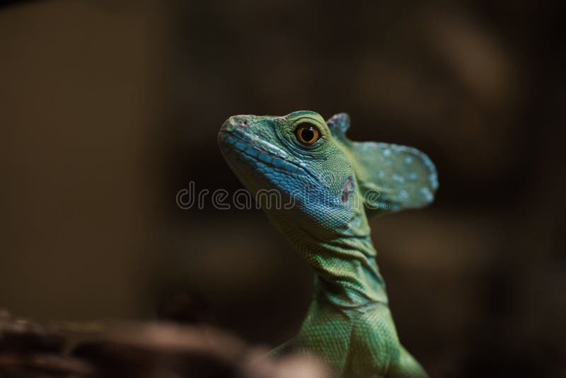 Colorful Blue Green Basilisk Lizard Stock Image - Image of iguana ...