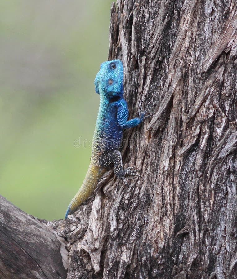 Blue lizard stock photo. Image of wild, visiting, place - 48117672