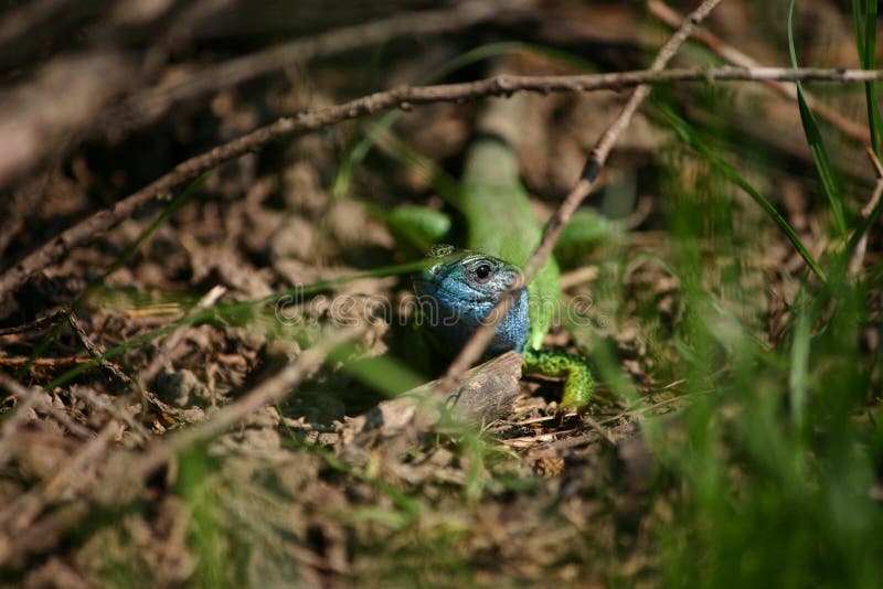 Blue lizard stock photo. Image of blue, small, green - 75431566