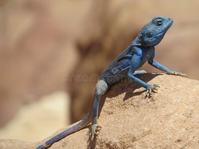 Chinese Woman Hospital Doctor Writing In Office Stock Photo - Image of ...