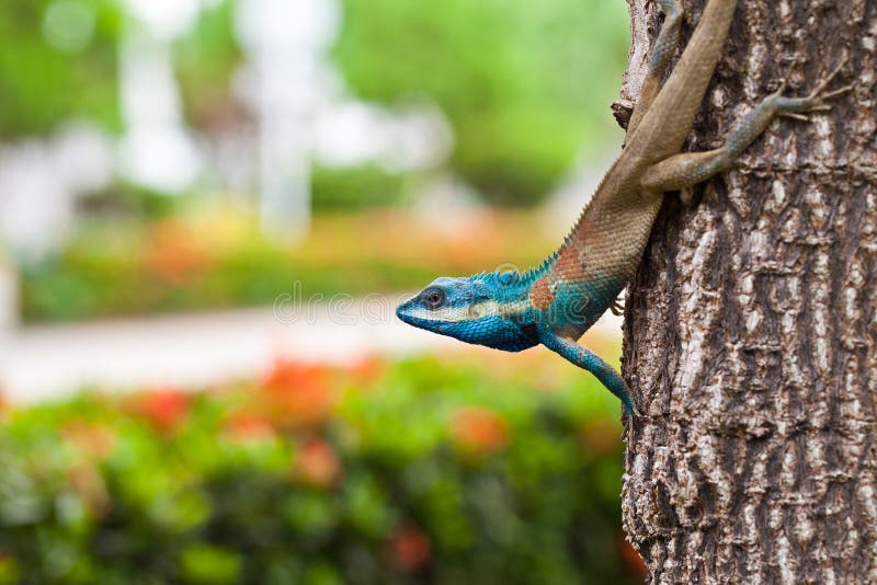 A Blue Lizard Coming Out from Under a Rock. Stock Image - Image of head ...