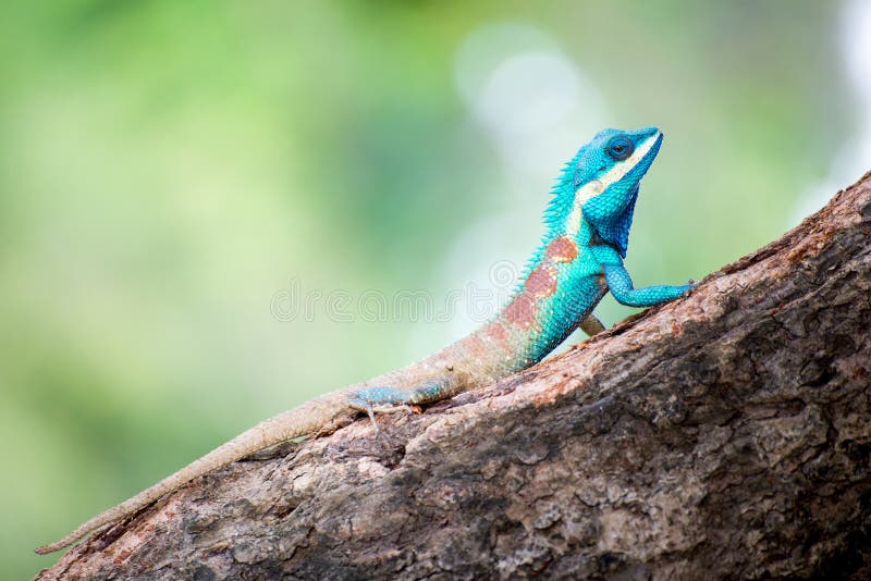 Blue Lizard stock image. Image of branch, isolated, dragoon - 43773939