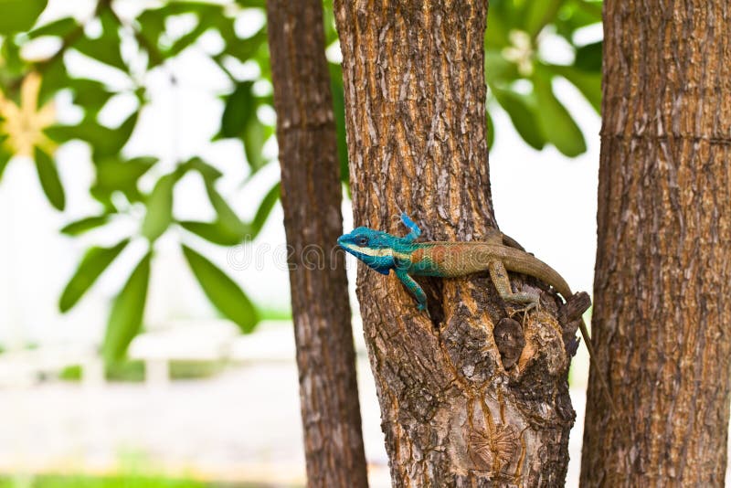 Blue Lizard on the Tree,Thailand Stock Photo - Image of garden, brown ...