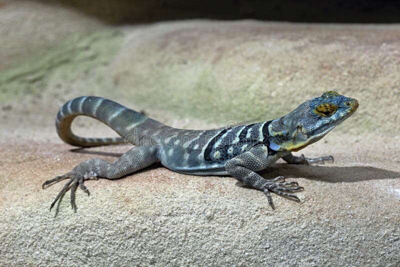 Blue Lizard in the Wood stock photo. Image of dragon - 33669258