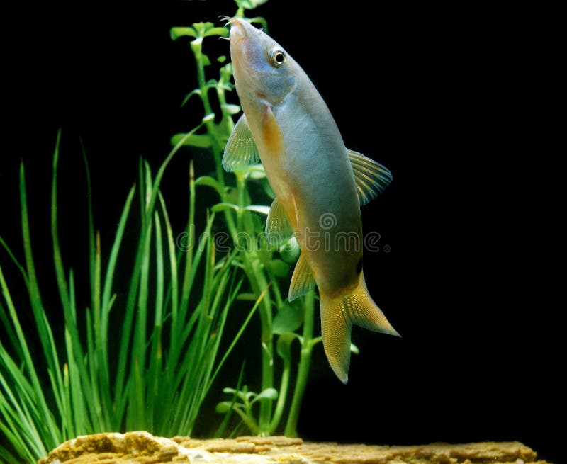 Blue Redtail Loach