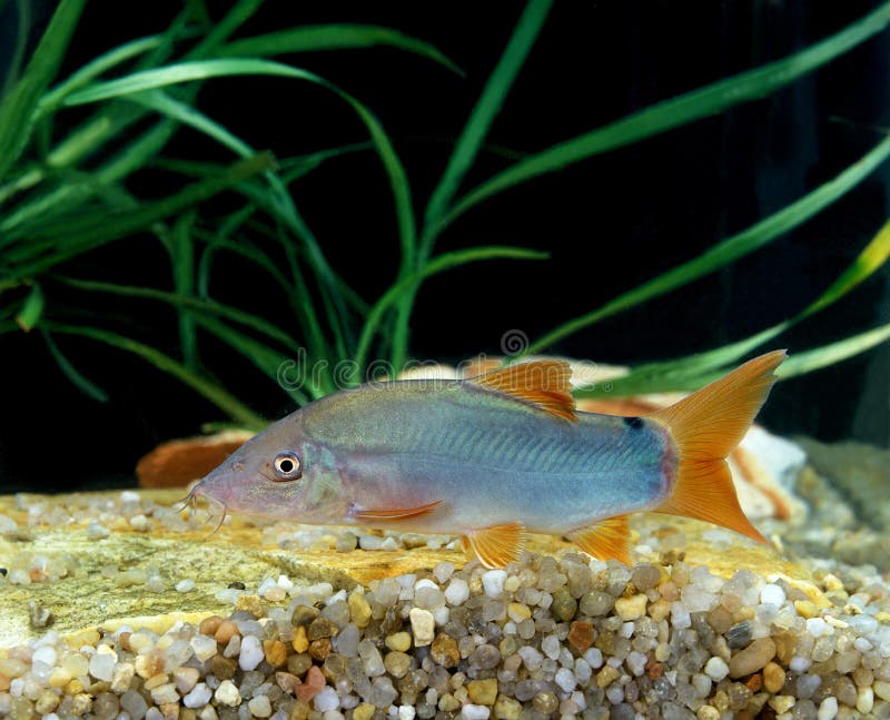 BLUE LOACH or BLUE BOTIA Botia Modesta Stock Image - Image of adult ...