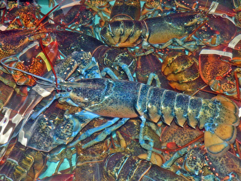 Blue Lobster among Regular Lobsters in a Tank Stock Photo - Image of ...