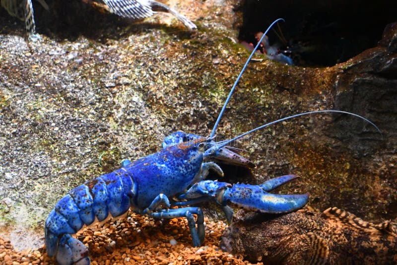 Blue Lobster stock image. Image of aquarium, live, lobster - 229713819