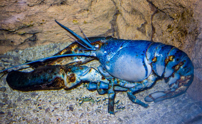 Blue Lobster at the Bottom of the Aquarium Stock Photo - Image of ...