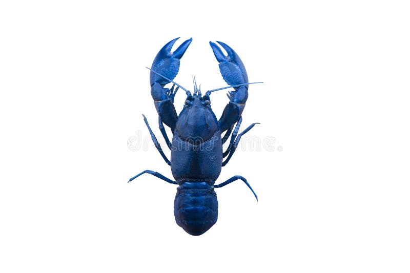 Blue Lobster (Crayfish) Isolated on White Background Stock Photo ...