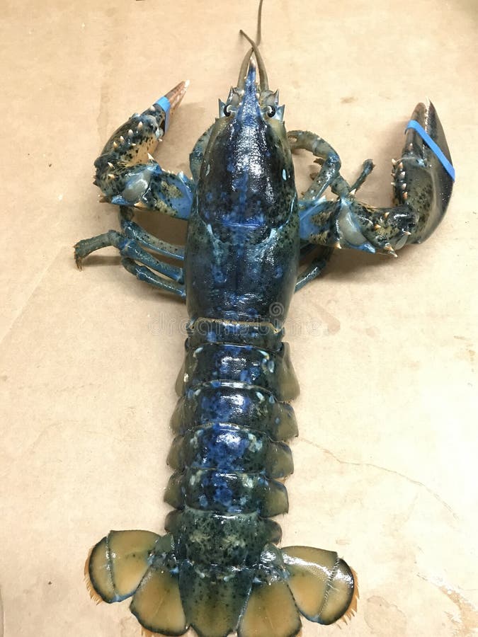 Blue Lobster stock photo. Image of rare, clothing, invertebrate - 344957874