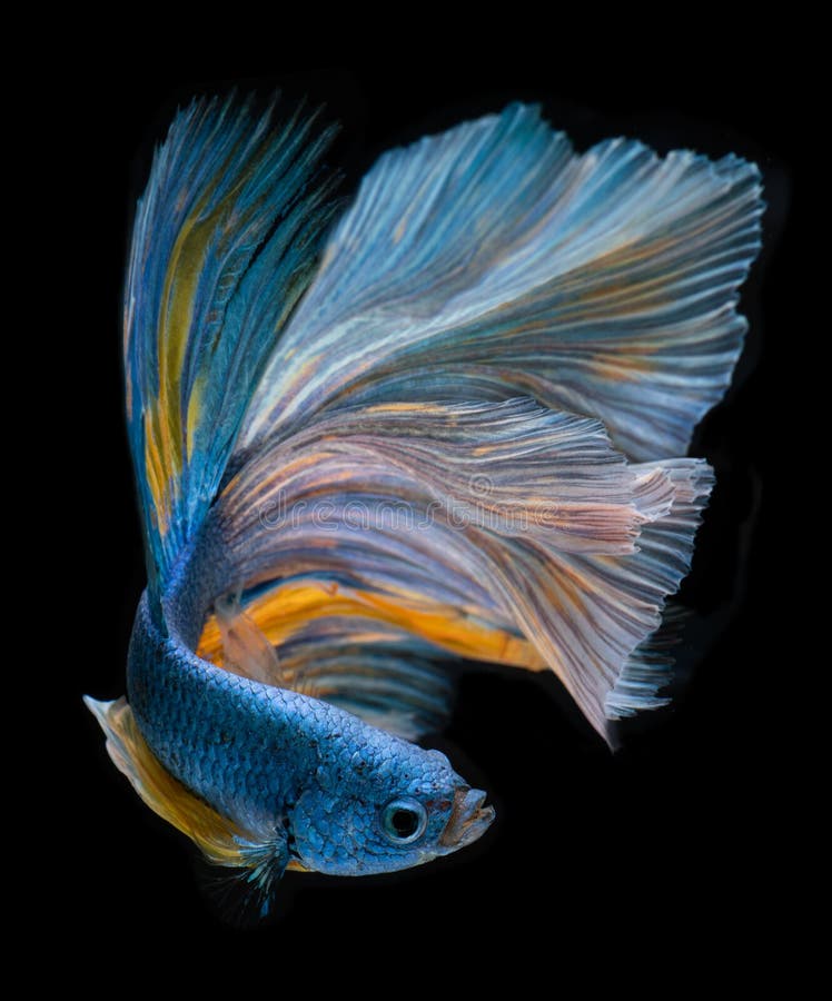 Half moon nemo betta fish stock photo. Image of exotic - 163972582
