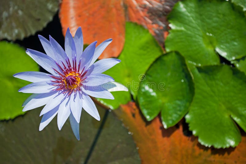 Blue lotus stock image. Image of white, leaf, asia, close - 17451429