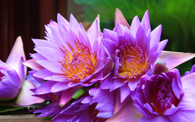 Blue Lotus Flowers stock photo. Image of lotus, farm - 12808186